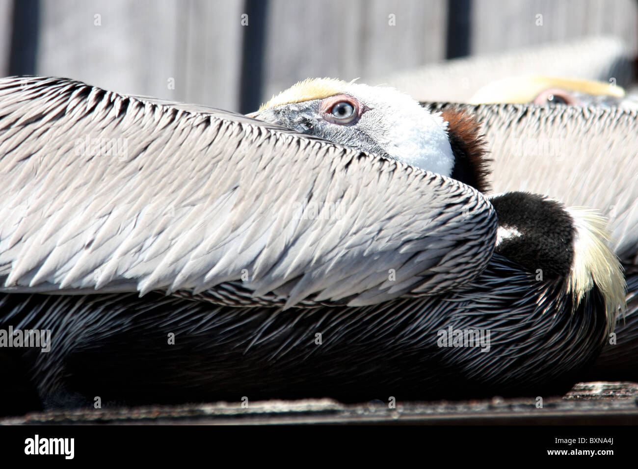Birds eye birds hi-res stock photography and images - Alamy