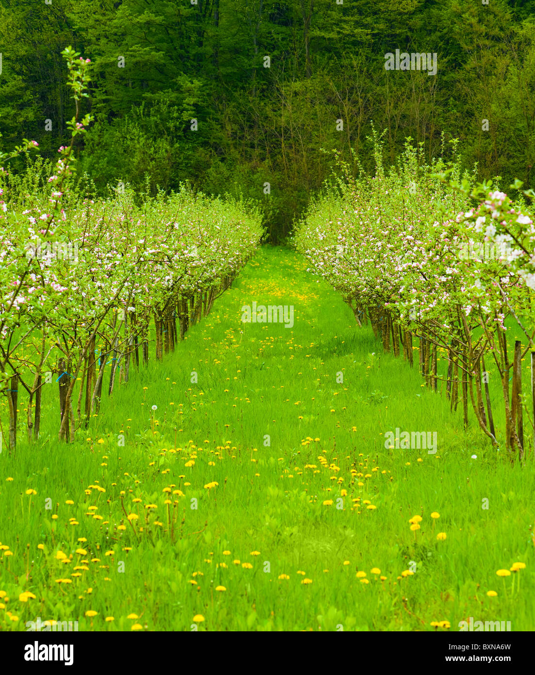 Young apple garden in blossom with green grass lane with dandelions in ...