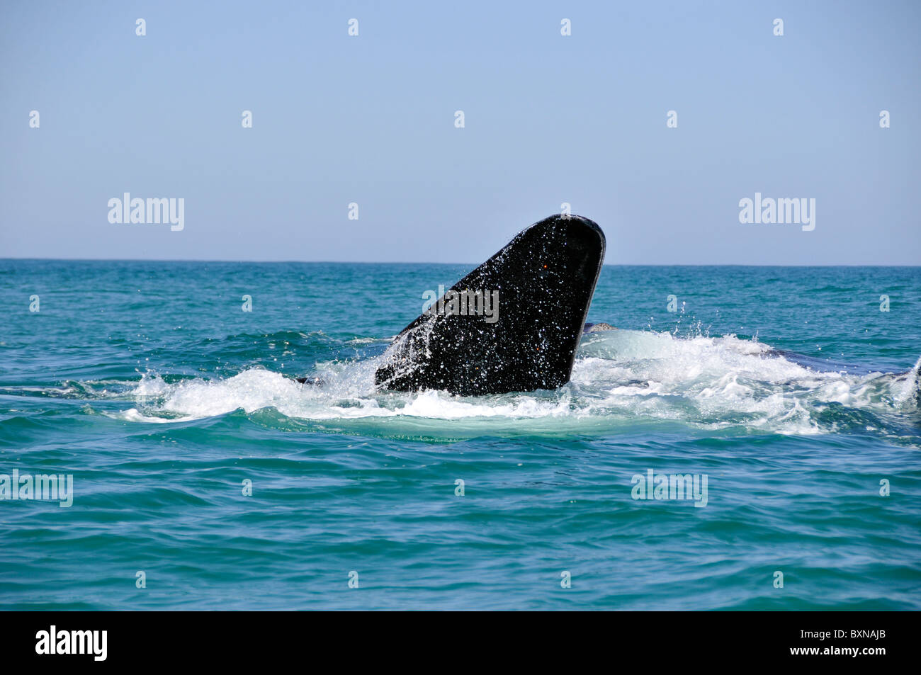 Southern right whale, Eubalaena australis, pectoral fin slap, Imbituba ...