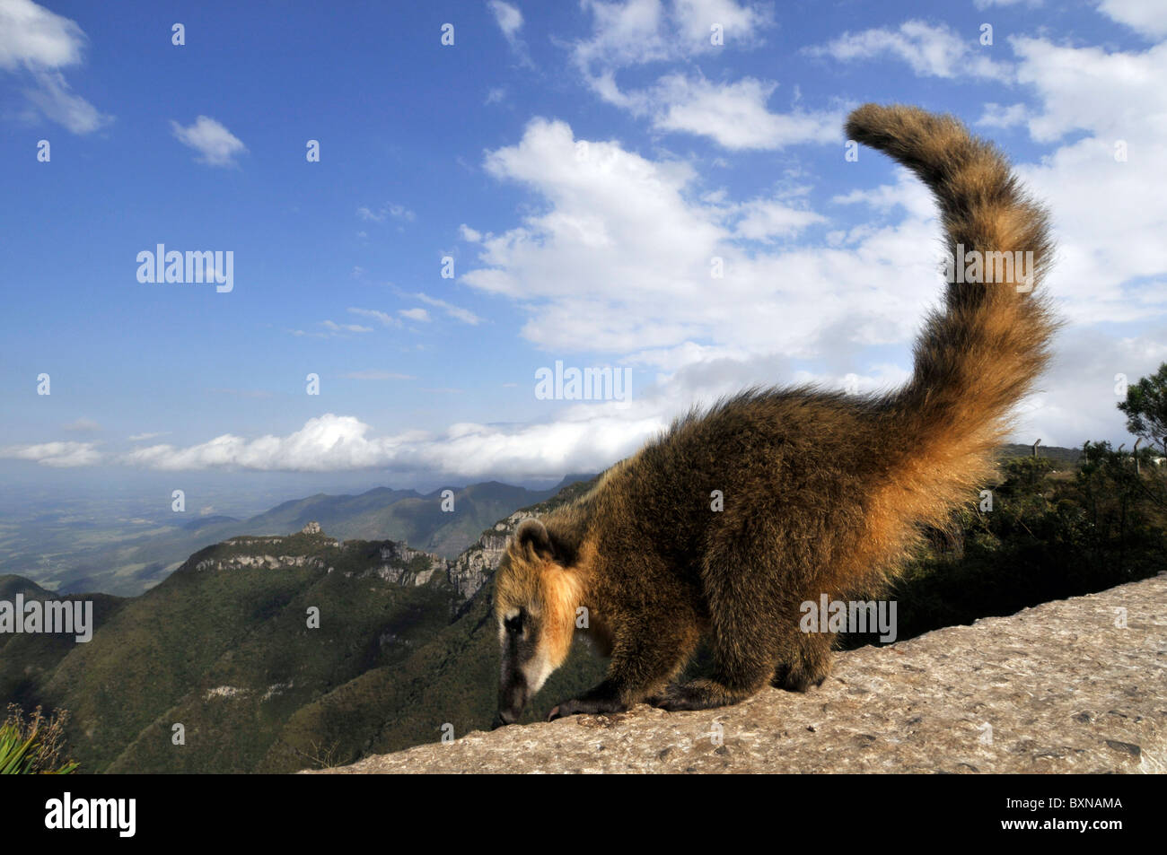 Mountain Coatimundi