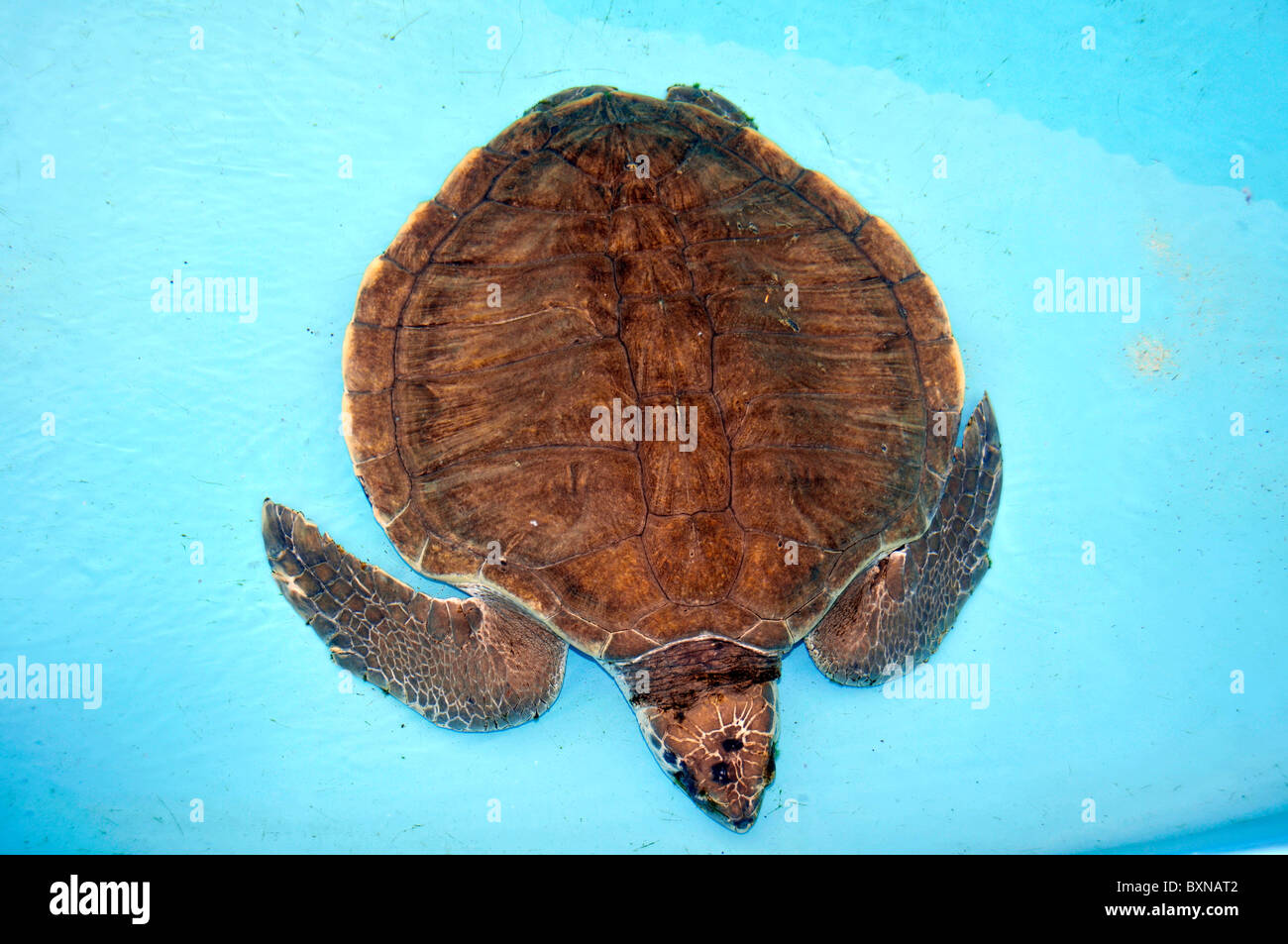 Olive ridley sea turtle hi-res stock photography and images - Alamy