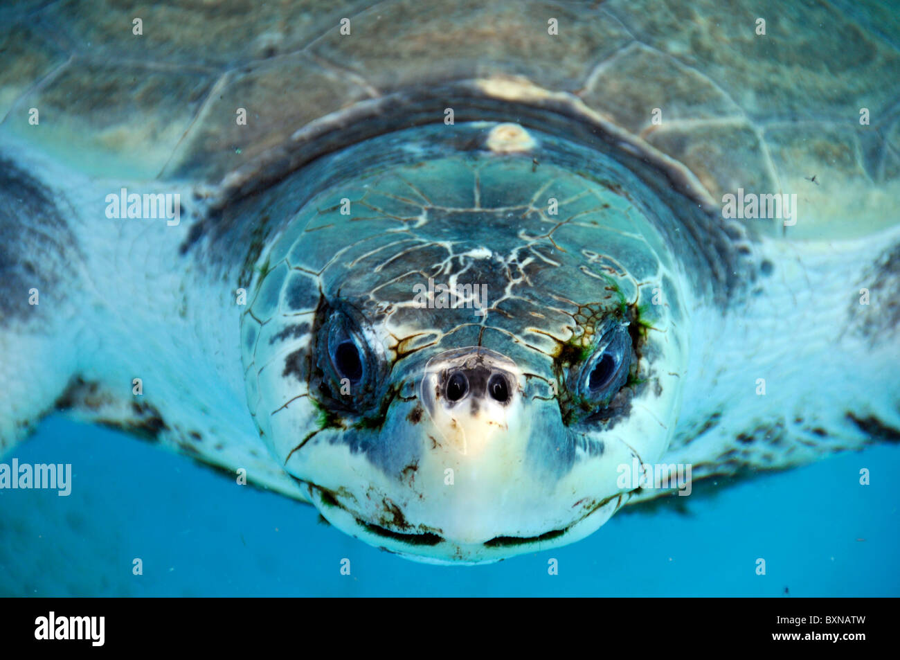 Olive ridley sea turtle ocean hi-res stock photography and images - Alamy
