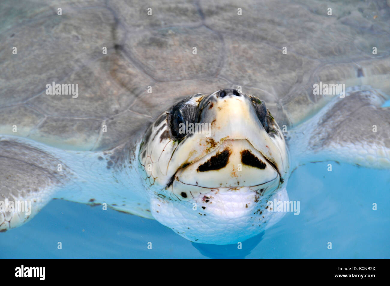 Olive ridley sea turtle ocean hi-res stock photography and images - Alamy