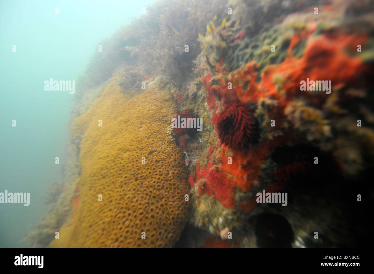 Brazilian corals hi-res stock photography and images - Alamy