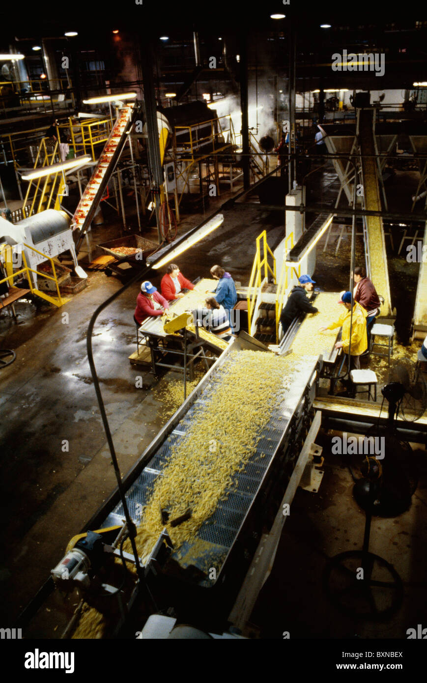 PROCESSING WAX BEANS Stock Photo - Alamy