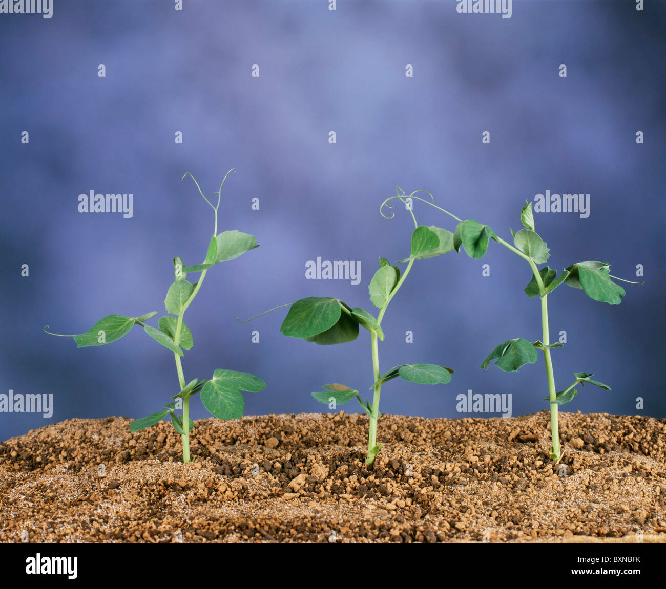 Dwarf pea plants growing Stock Photo - Alamy
