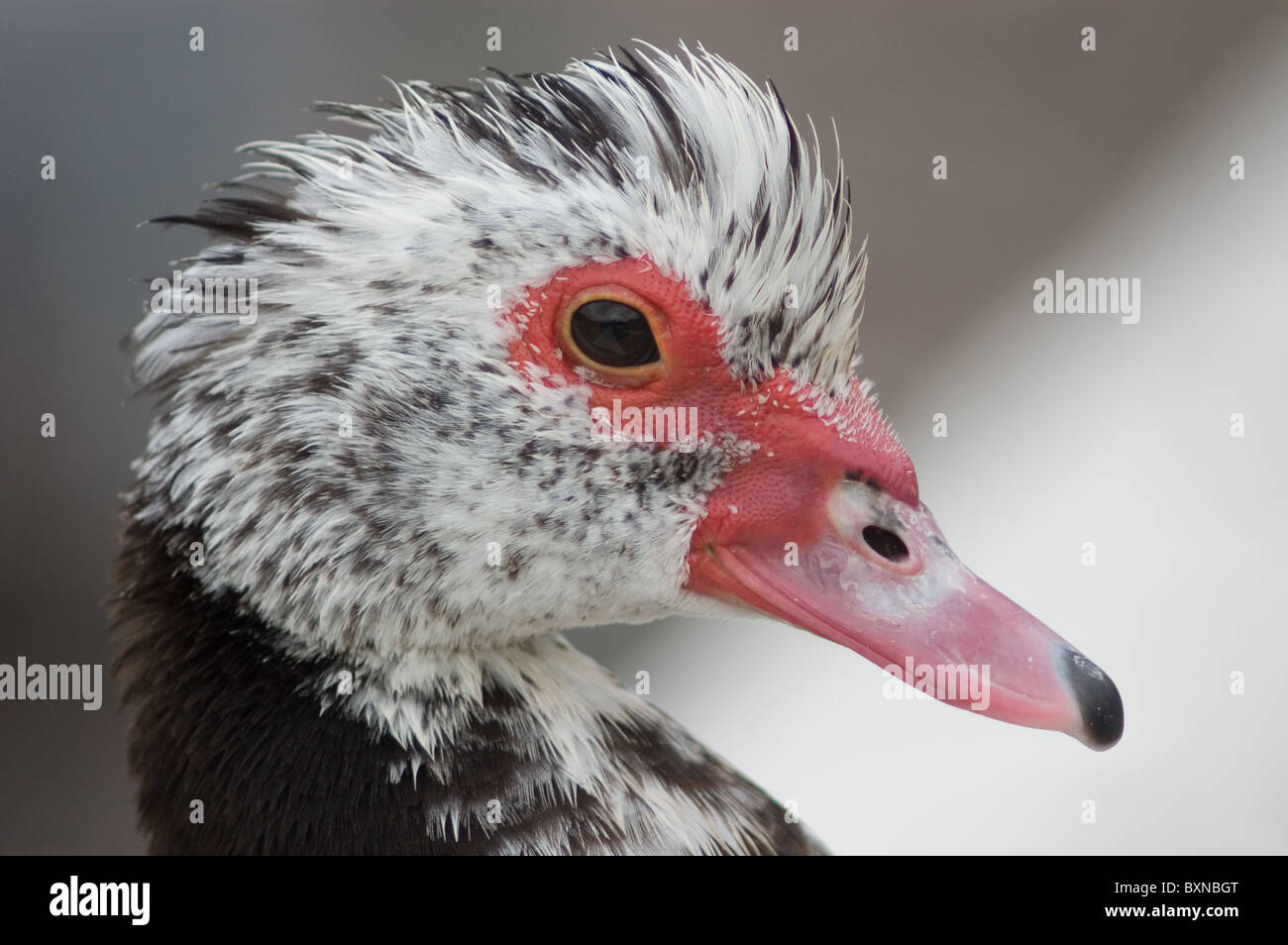 Female muscovy duck cairina moschata hi-res stock photography and ...