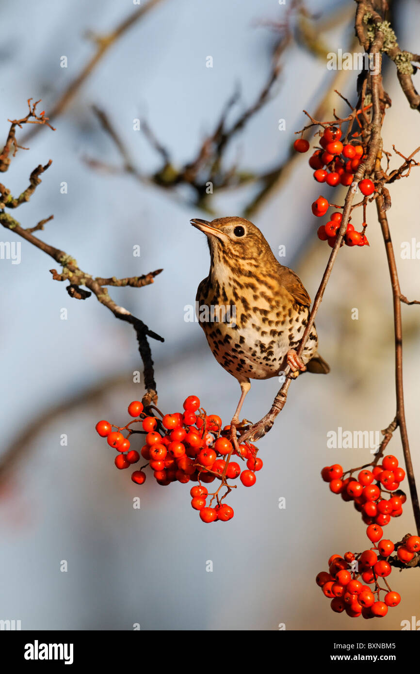Rowan hedge uk hi-res stock photography and images - Alamy