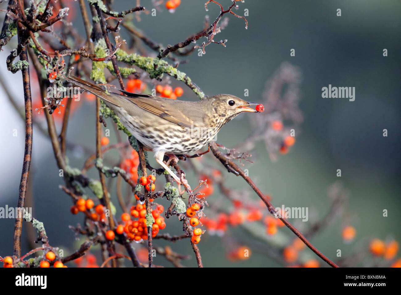 Rowan hedge uk hi-res stock photography and images - Alamy