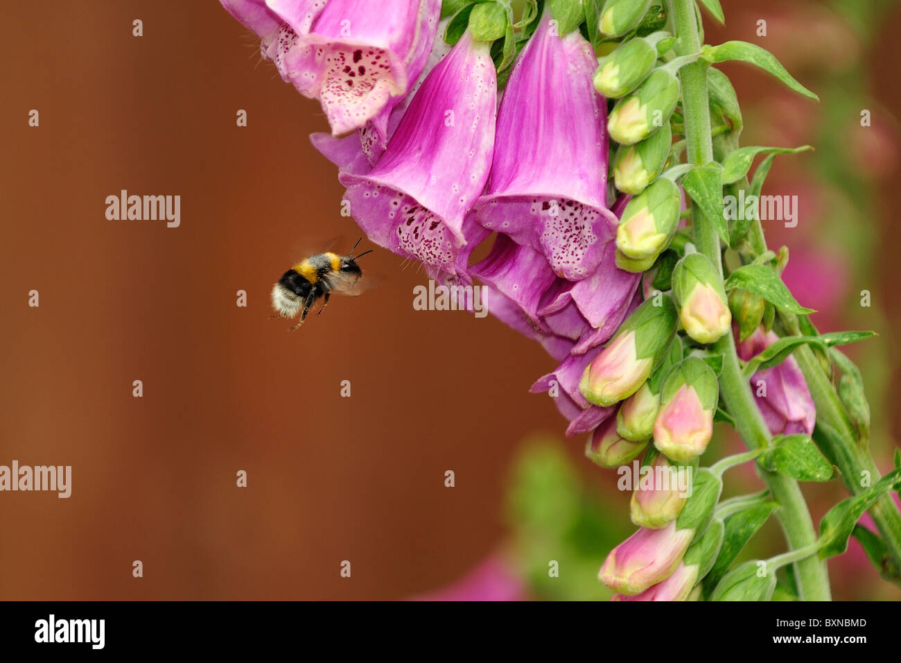 Bumble bee flying into a foxglove Stock Photo - Alamy