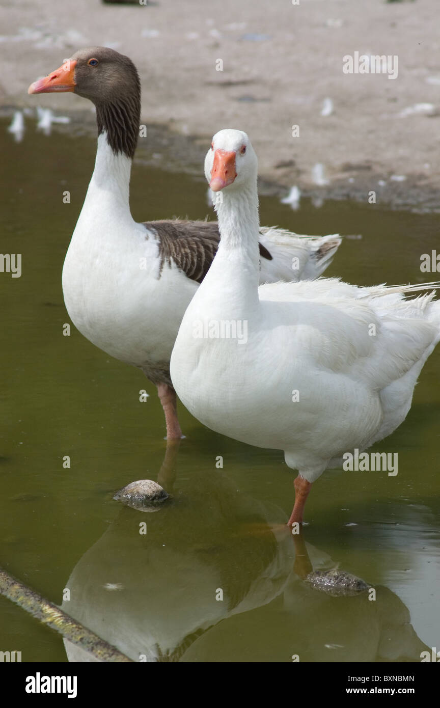 Goose leg hi-res stock photography and images - Alamy