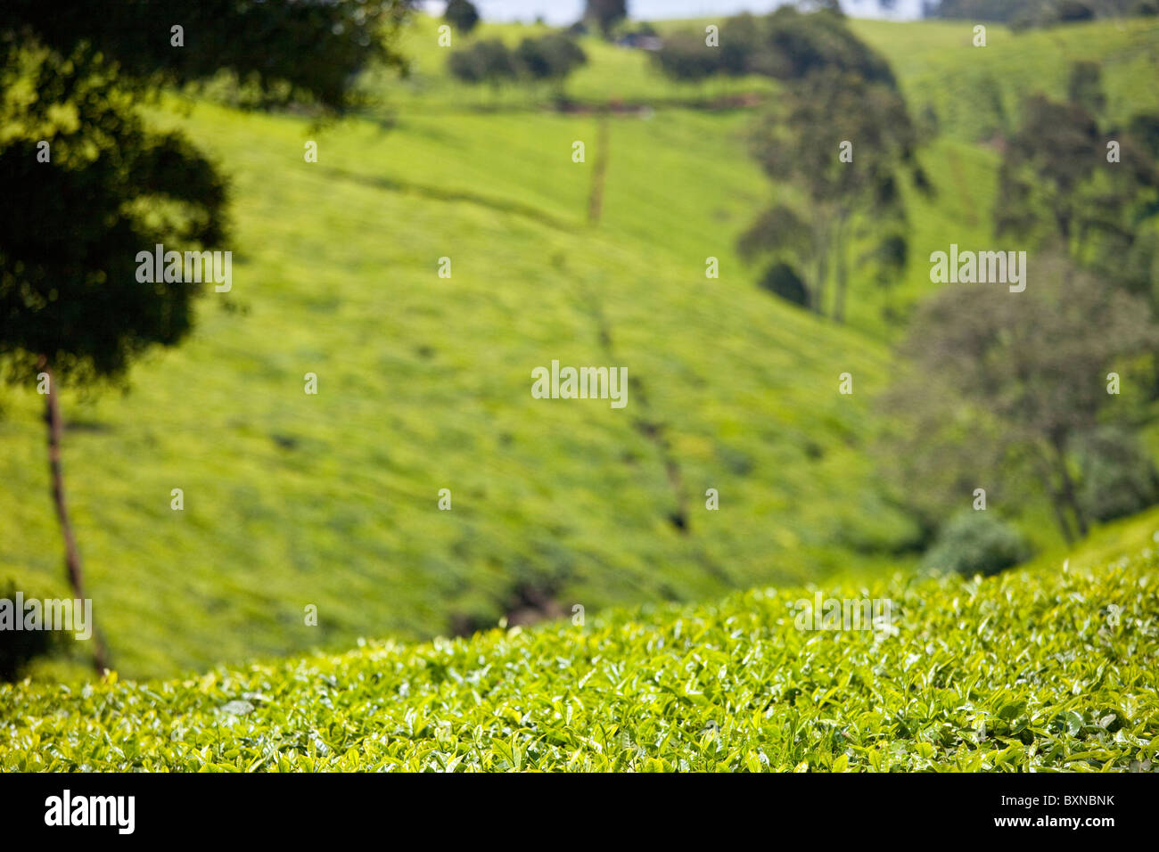 Kenyan tea fields hi-res stock photography and images - Alamy