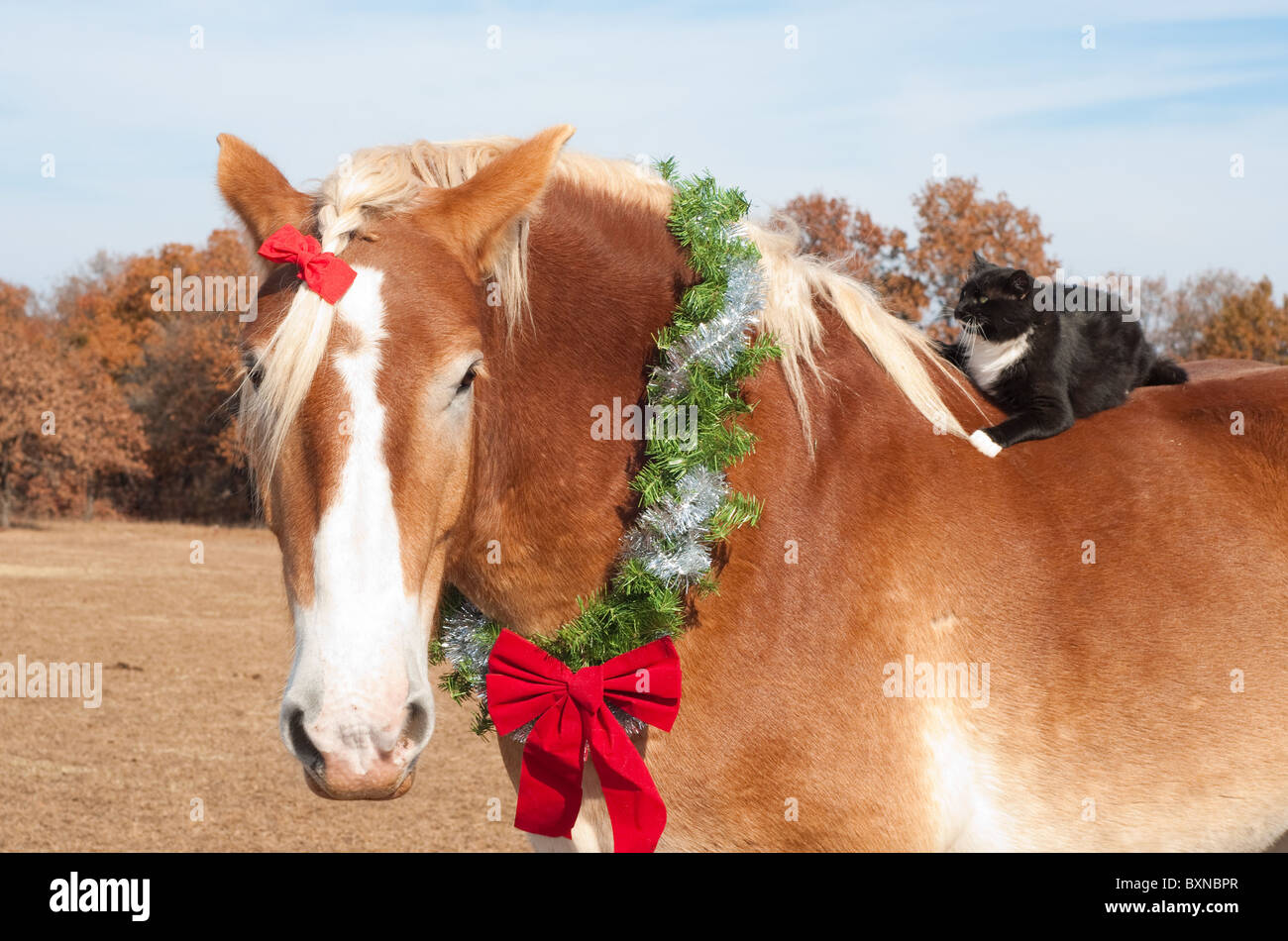 Cat riding horse hi-res stock photography and images - Alamy
