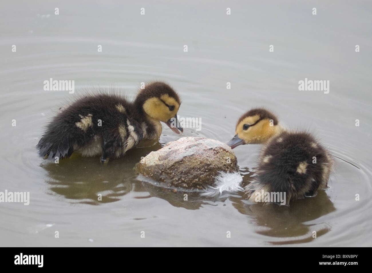 Baby ducks hi-res stock photography and images - Alamy