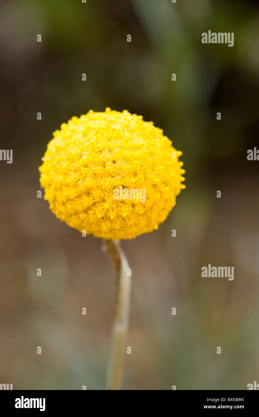 Pycnosorus globosus hi-res stock photography and images - Alamy