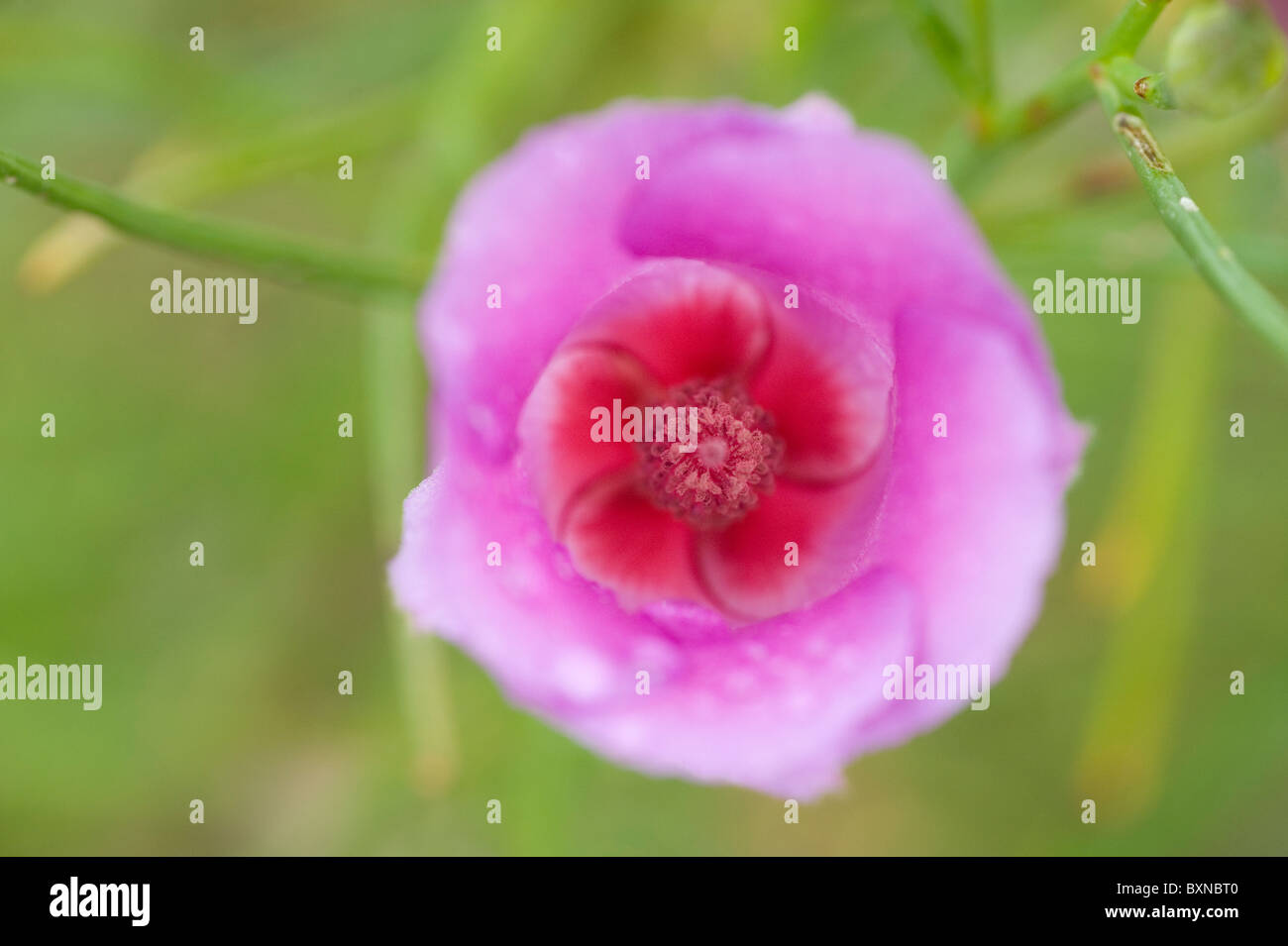 Alyogyne hakeifolia melissa anne hi-res stock photography and images ...
