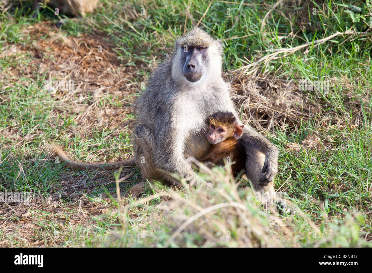 Olive baboon africa hi-res stock photography and images - Alamy