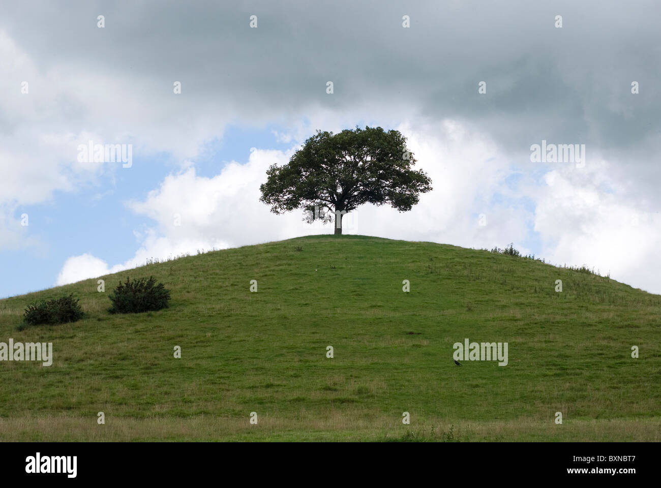 Tree on a Hill Stock Photo - Alamy