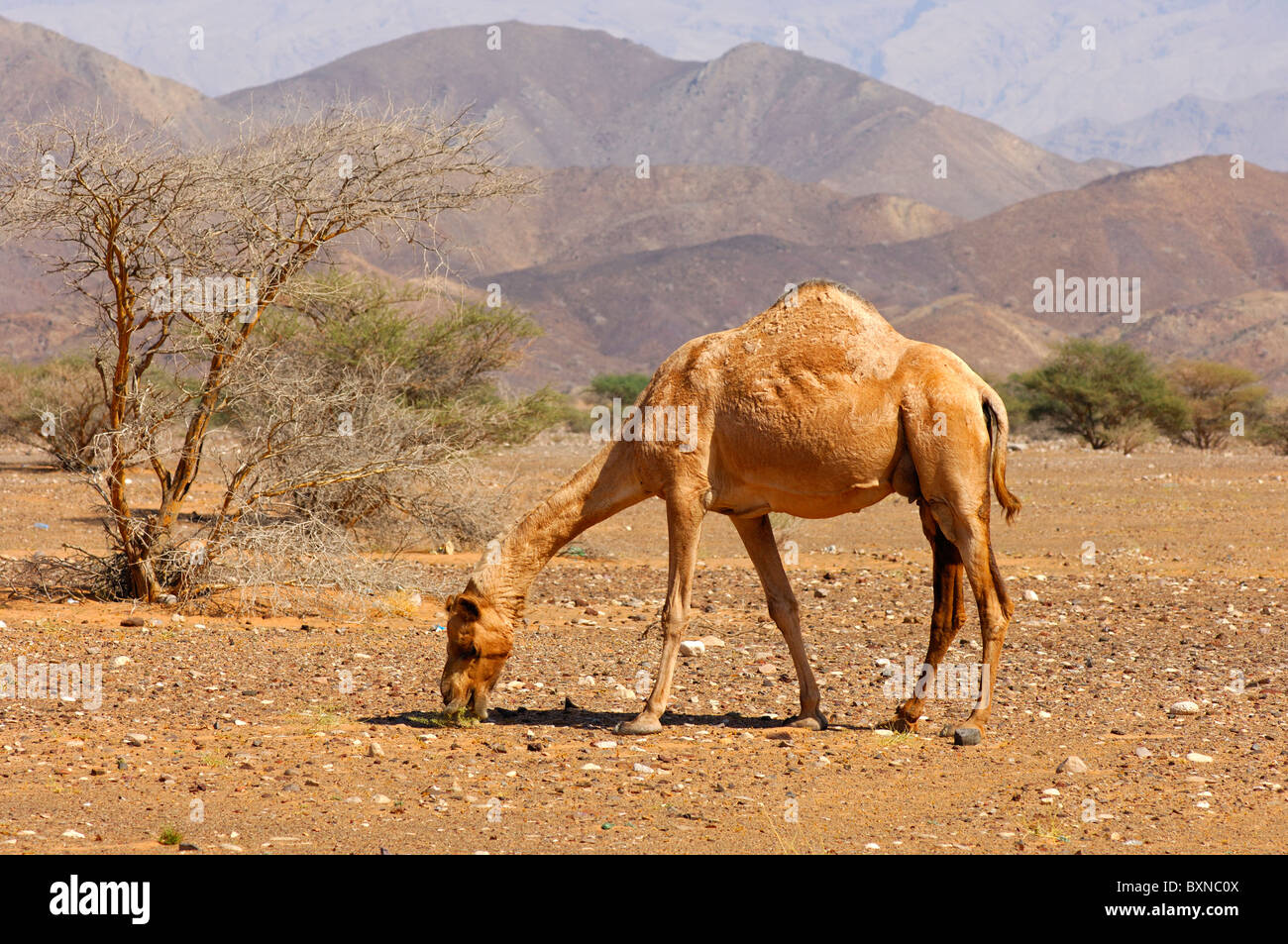 Semi-wild Dromedary (Camelus dromedarius) or Arabian camel, foraging in ...