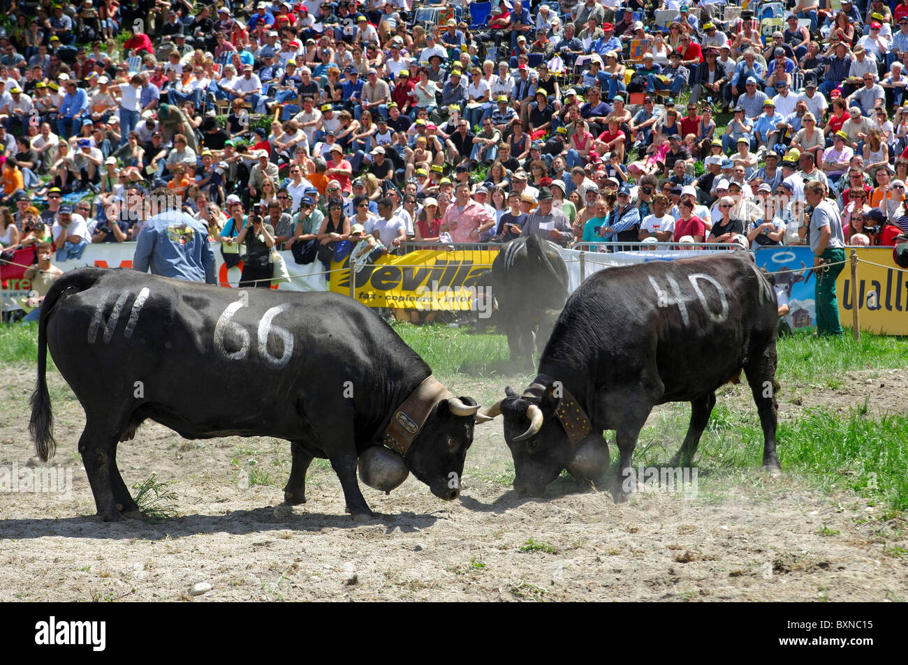 Contesting Herens fighting cows in the ring, Combat of queens, Aproz ...
