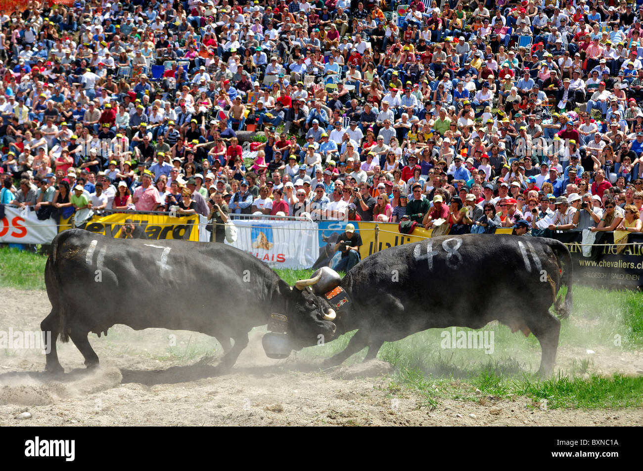 Contesting Herens fighting cows in the ring, Combat of queens, Aproz ...