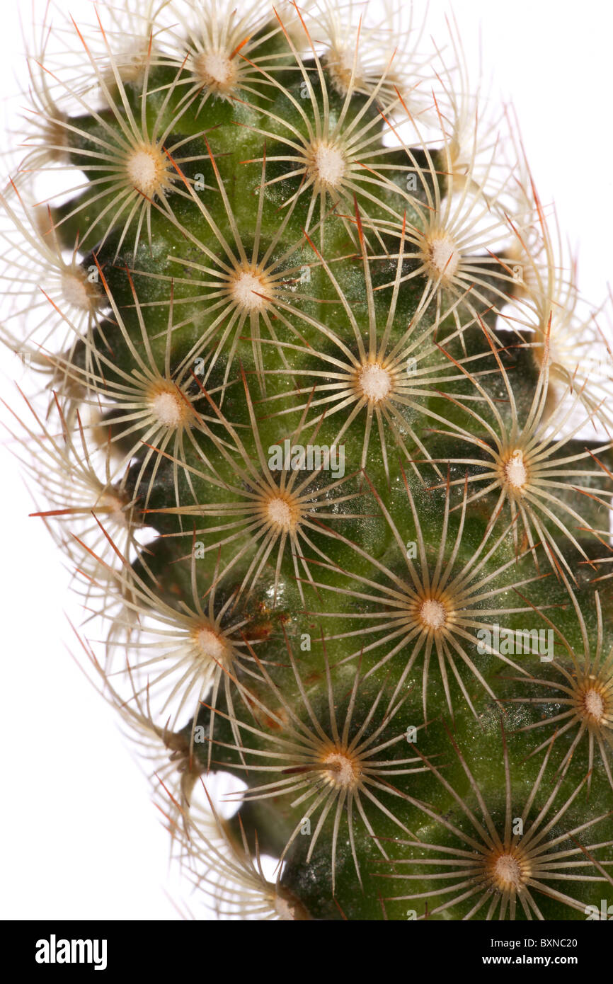 Thorn pattern hi-res stock photography and images - Alamy