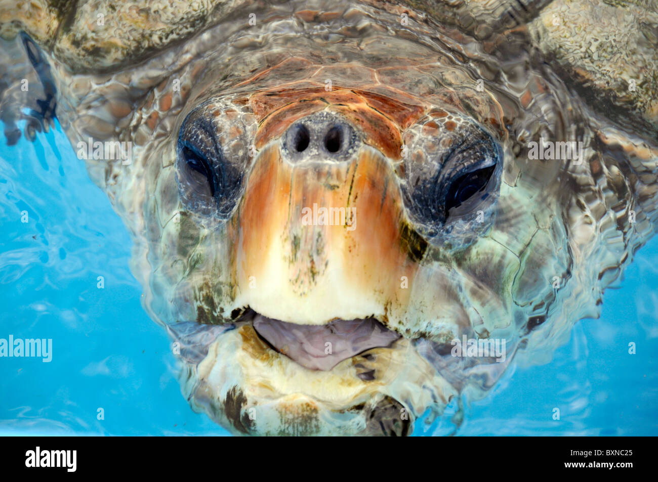 Turtle eye green sea turtle hi-res stock photography and images - Alamy
