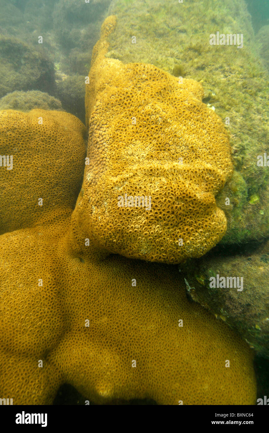 Coral substrate hi-res stock photography and images - Alamy