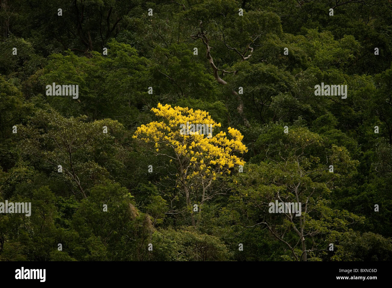 A yellow tree in the Sumidero Canyon in Tuxla Gutierrez, Chiapas ...