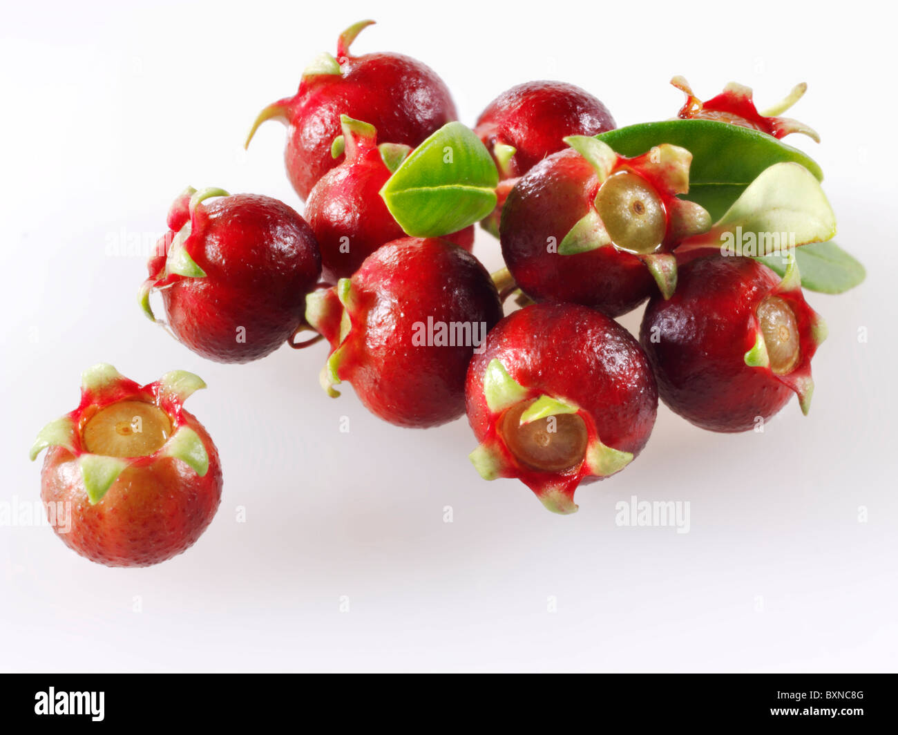 Ugni hi-res stock photography and images - Alamy