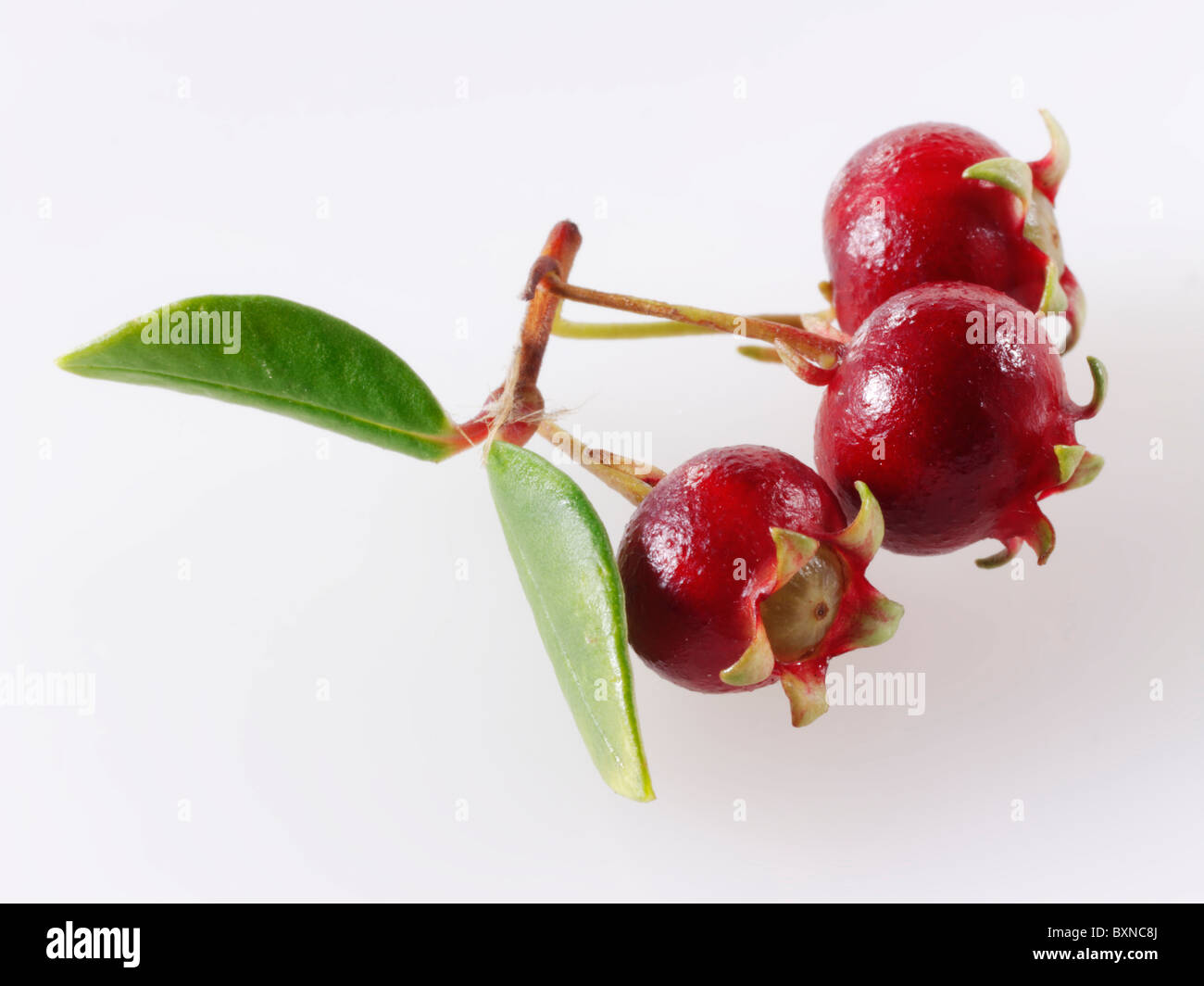 Ugni hi-res stock photography and images - Alamy