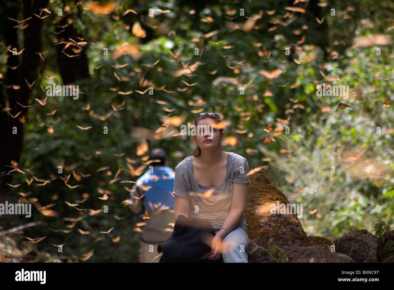 A tourist watches monarch butterflies (Danaus plexippus) flying in ...