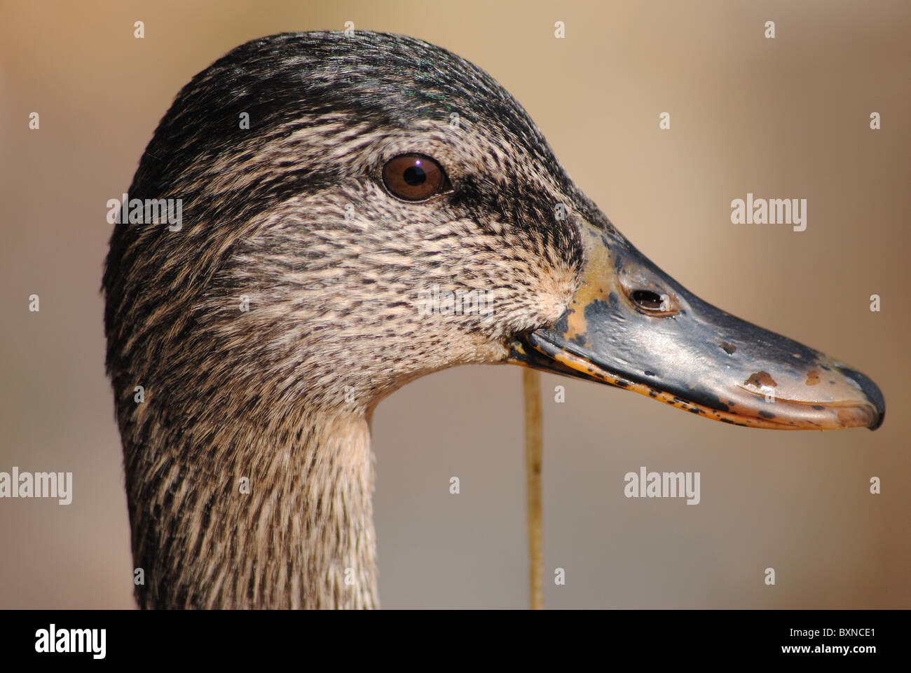A close-up lone mallard feeding at a Muskoka, Ontario lakeside Stock ...