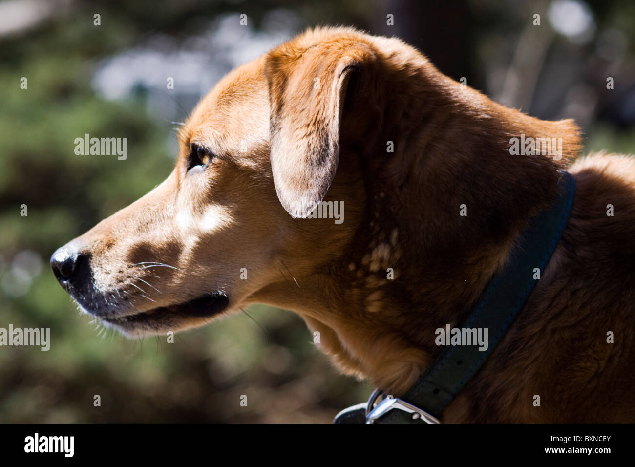 A Head shot of a Beagle cross German Shepard Dog Stock Photo - Alamy