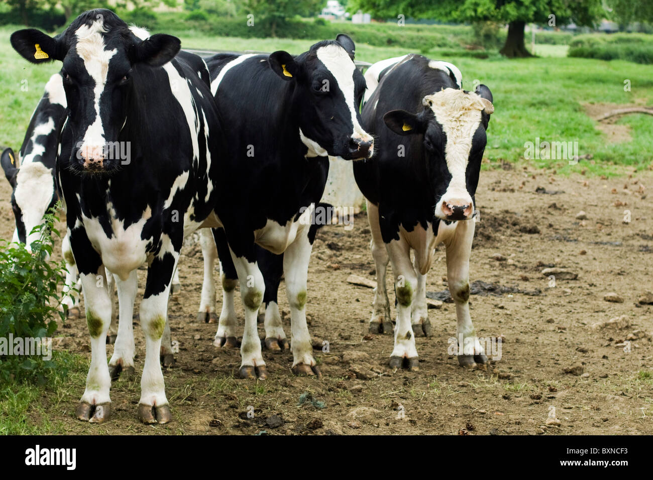 British Dairy Cows in A field Stock Photo - Alamy