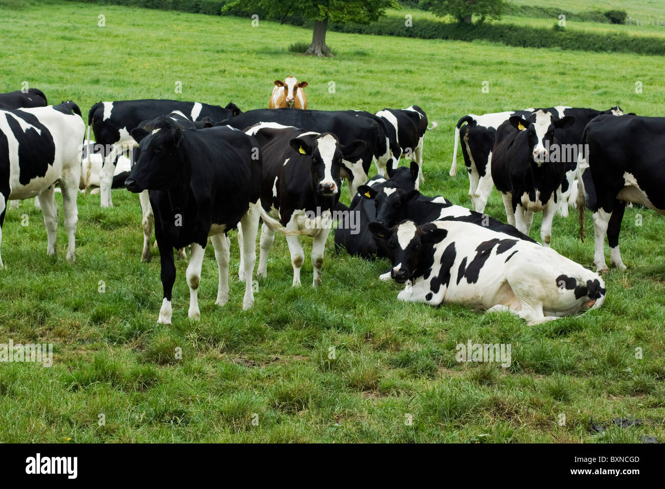 British Dairy Cows in A field Stock Photo - Alamy