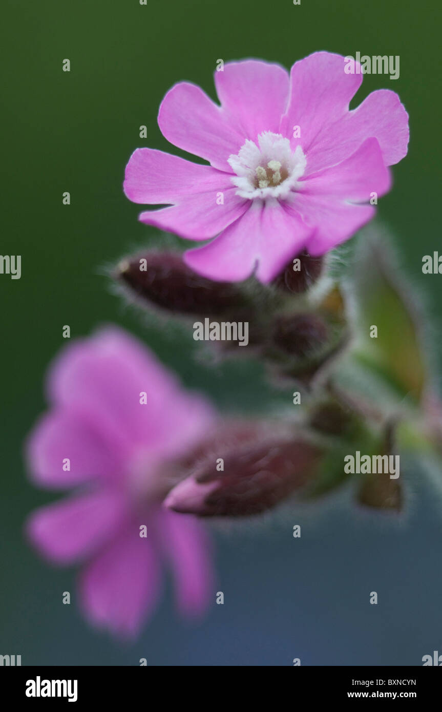 Pink campion flower hi-res stock photography and images - Alamy