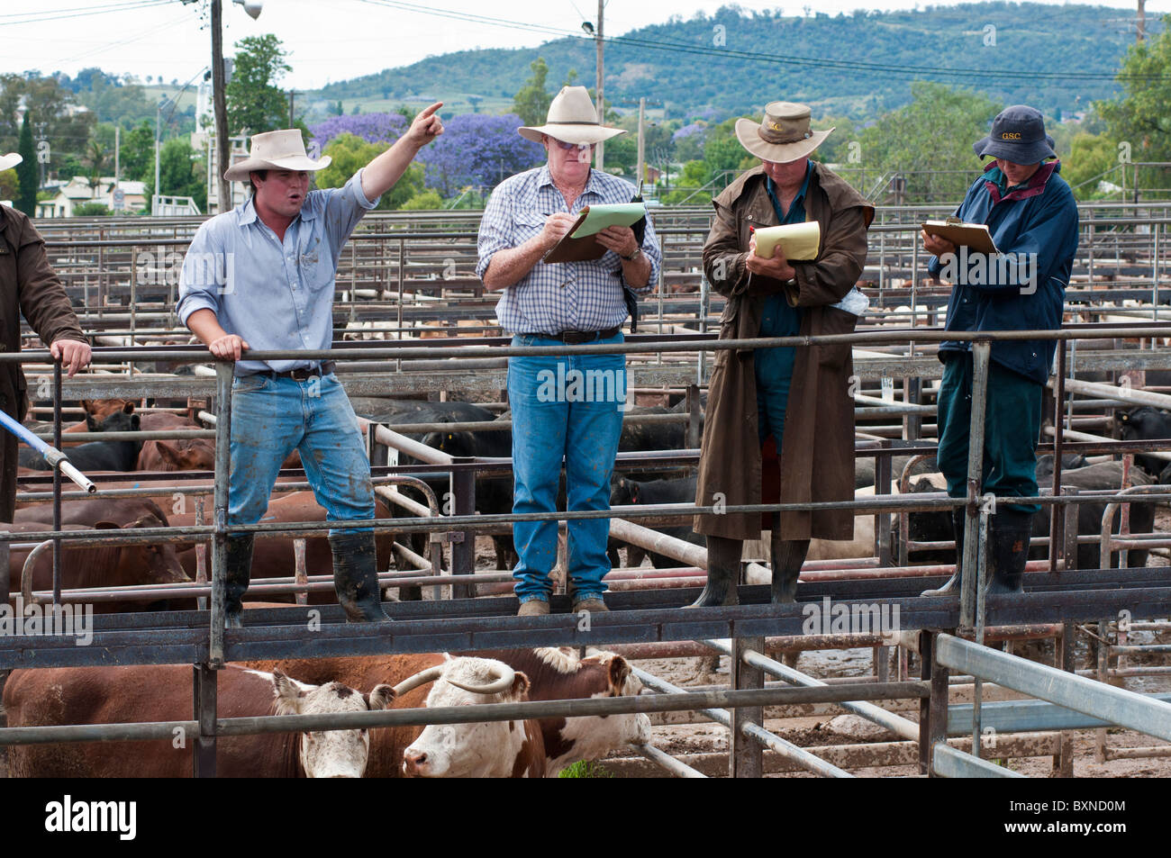 Cattle yards hi-res stock photography and images - Alamy