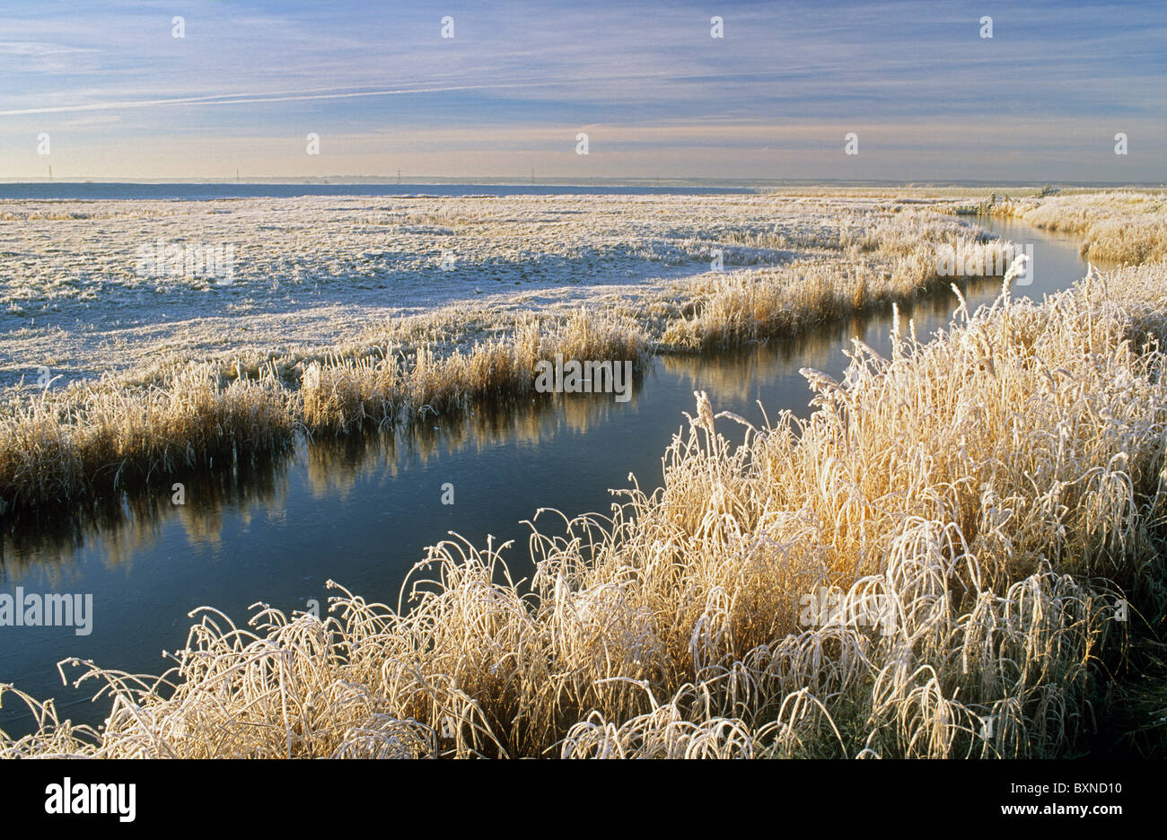 Hoarfrost on coastal grazing marsh. Elmley Marshes, North Kent Marshes ...