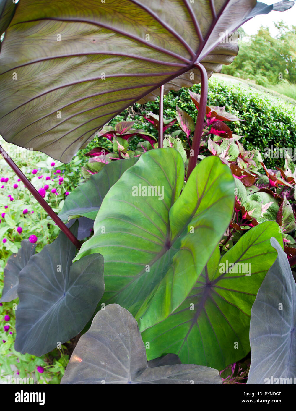 Colocasia elephant ear leaf plant hi-res stock photography and images ...