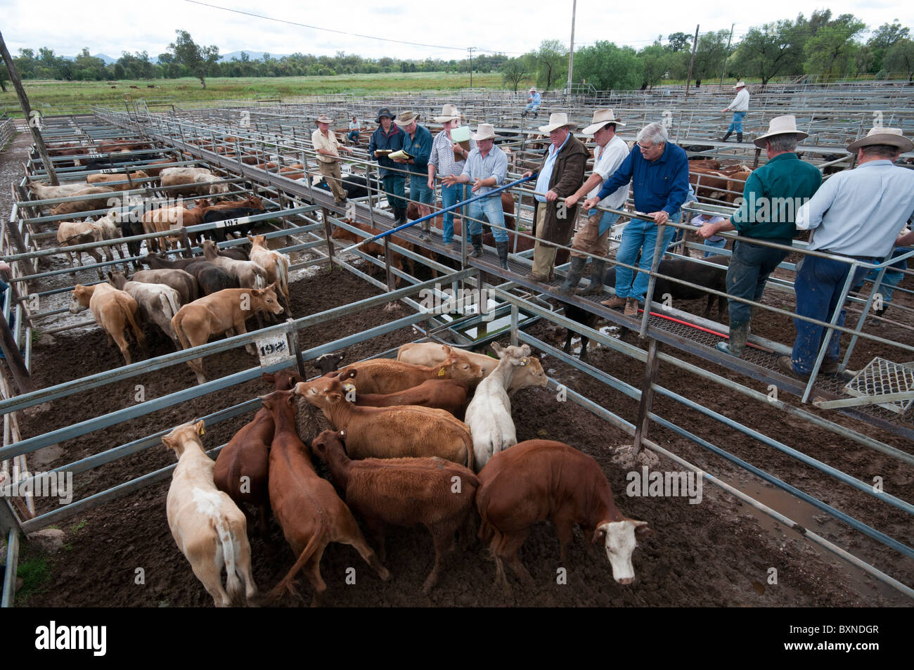 Livestock saleyards australia hi-res stock photography and images - Alamy