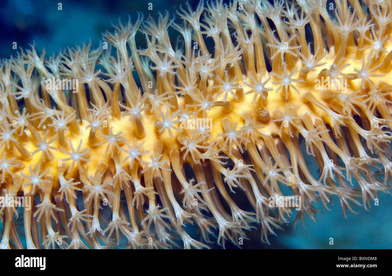 Slit-pore sea rod at night open and extended on coral reef Stock Photo ...
