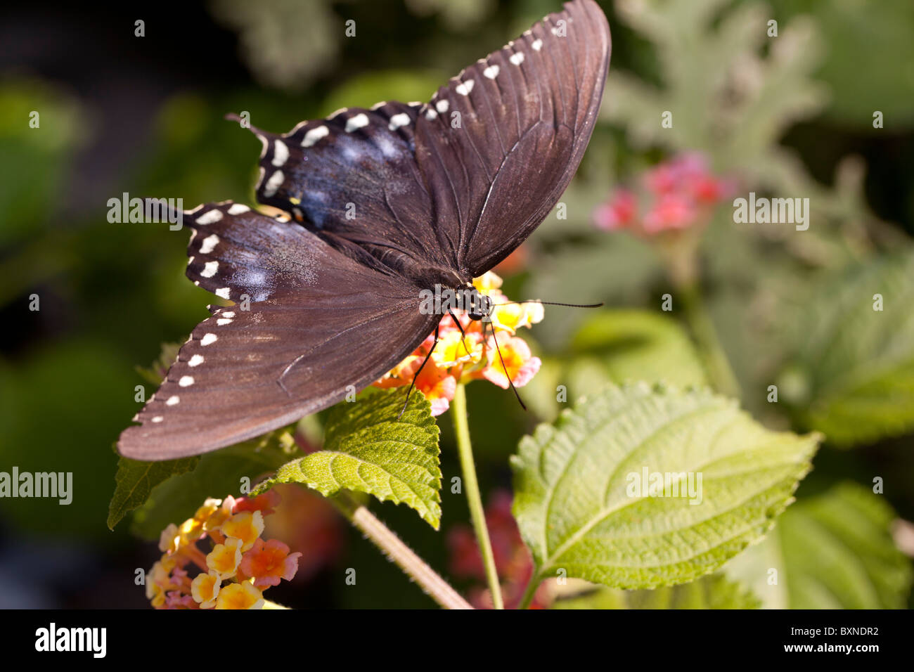Common Swallowtail butterfly Spicebush in Garden in Central Park, New ...
