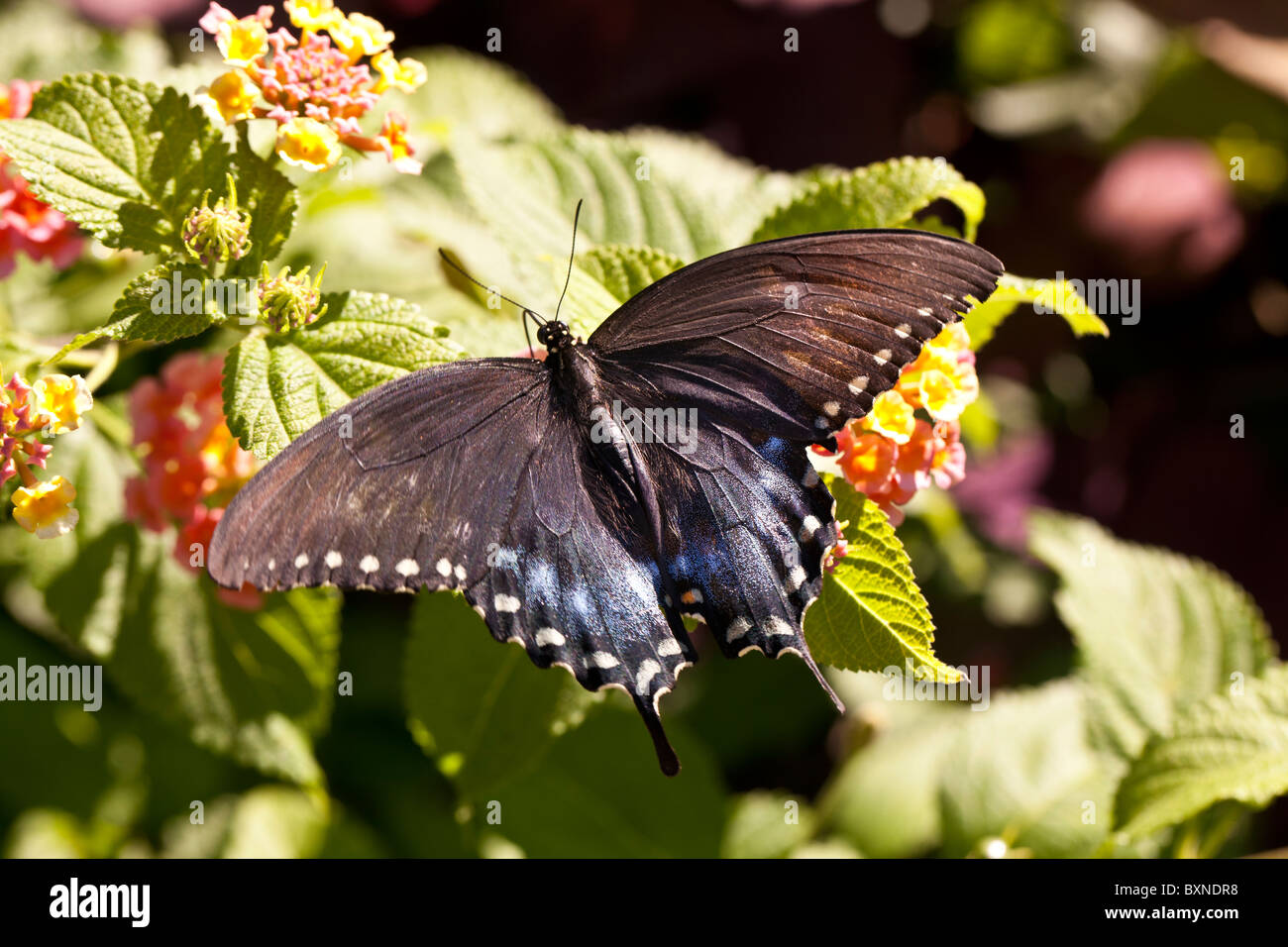 Common Swallowtail butterfly Spicebush in Garden in Central Park, New ...