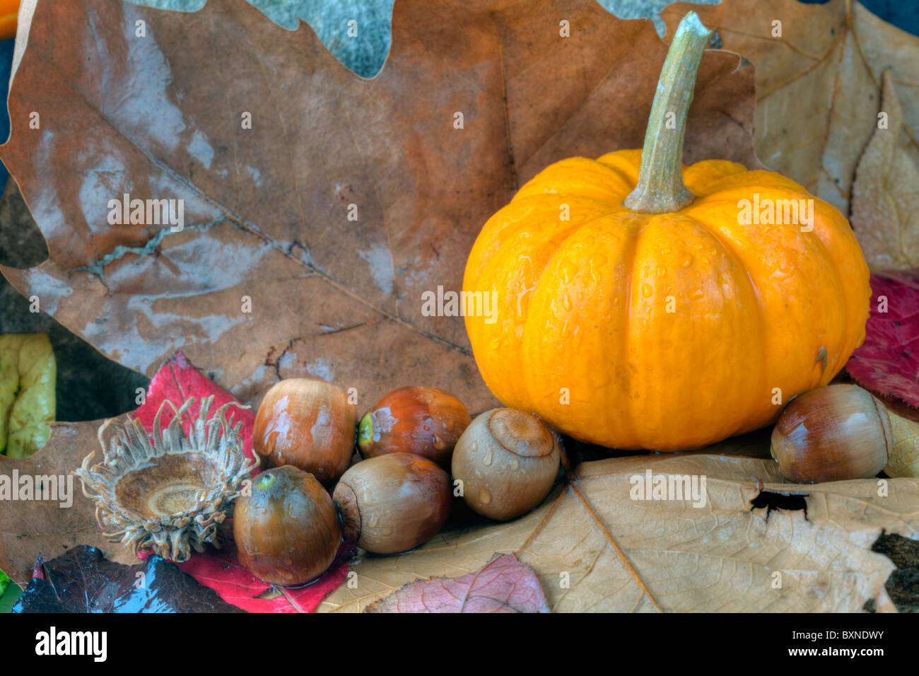 Pumpkin brown oak leaves hi-res stock photography and images - Alamy