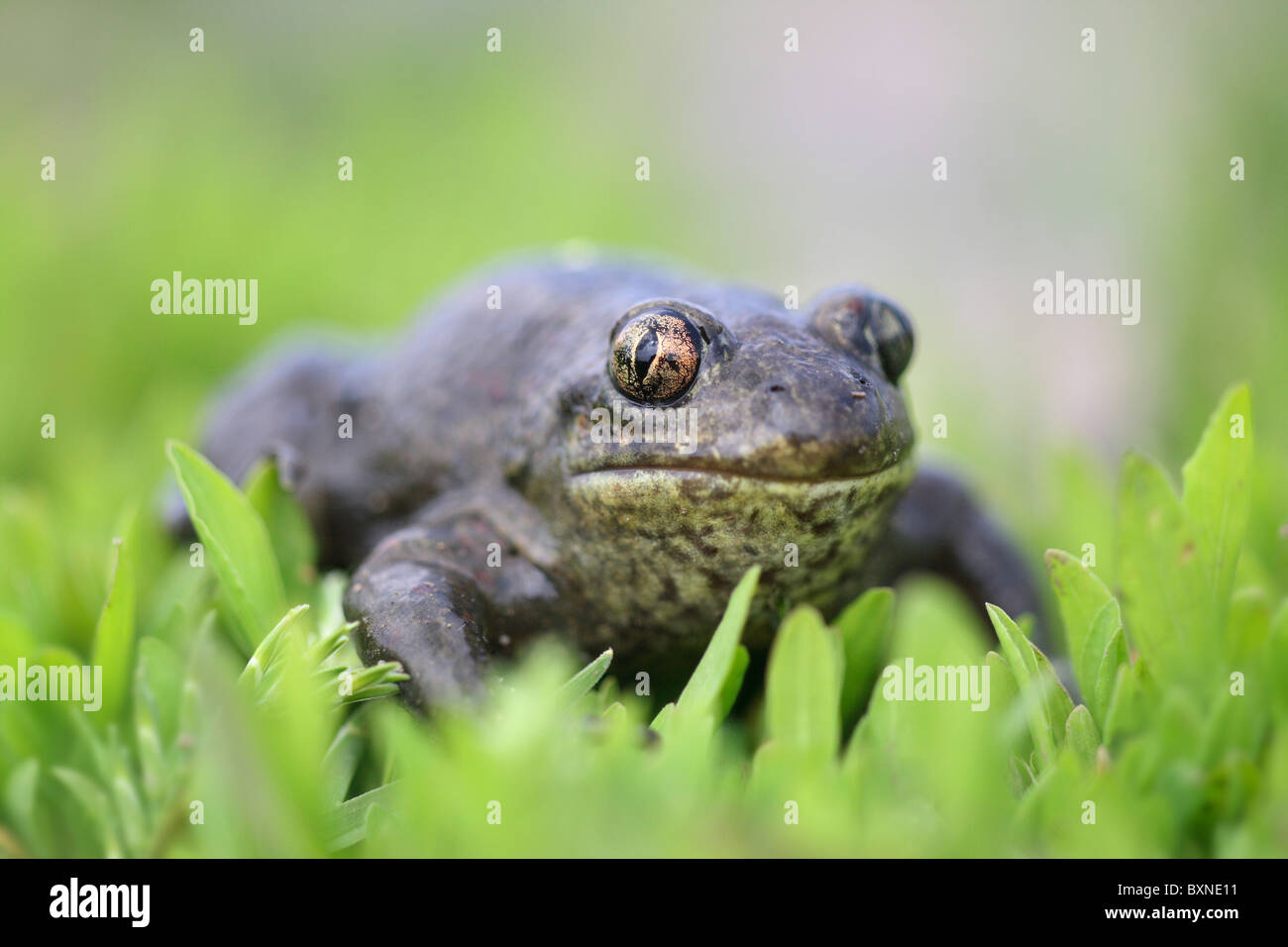 Frog toad green hi-res stock photography and images - Alamy