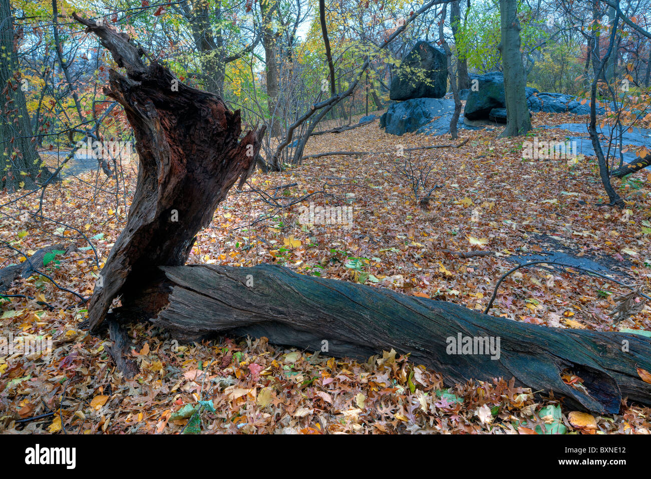 Rambles of Central Park in late autumn with large log Stock Photo - Alamy