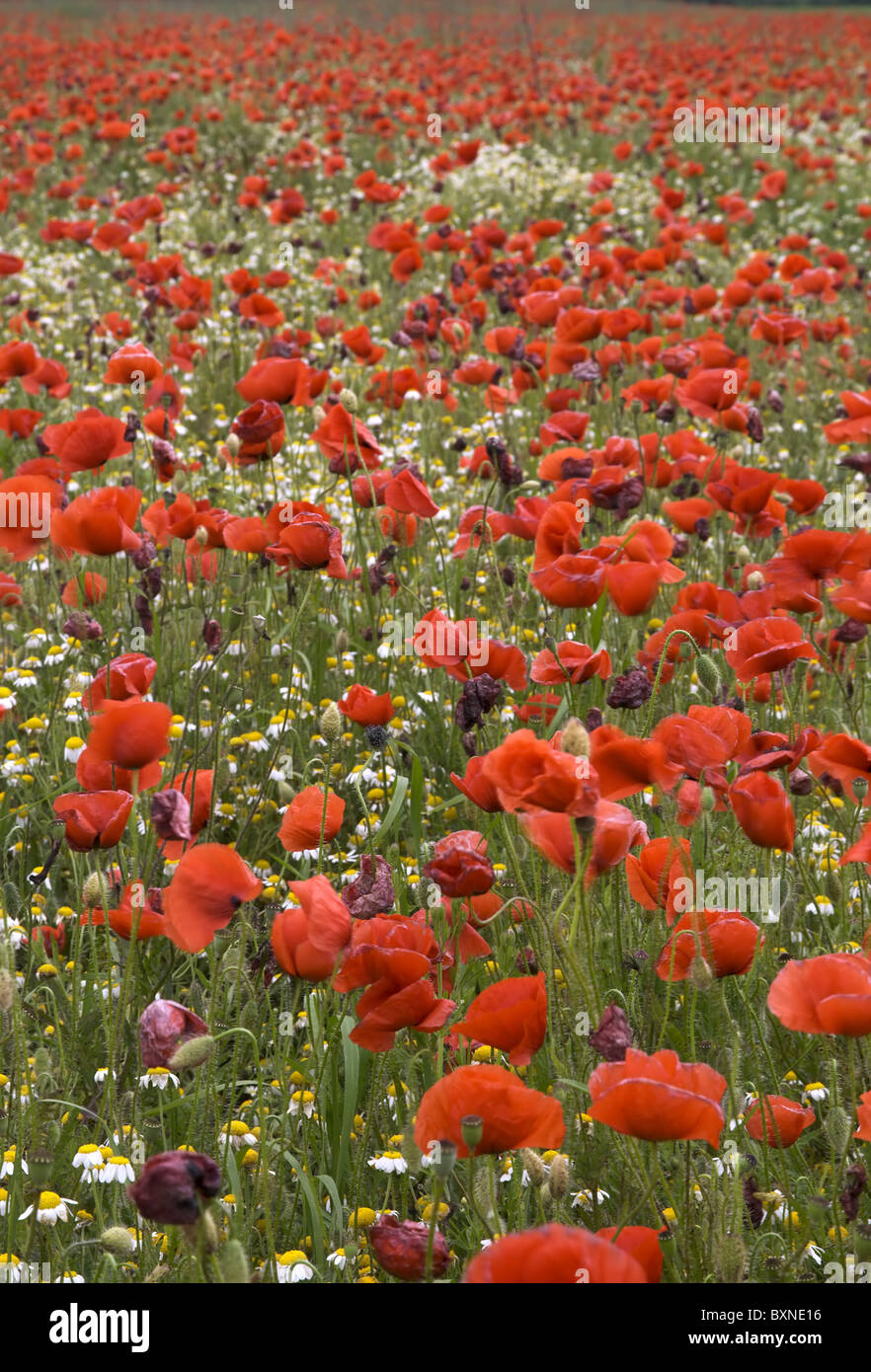 Red poppy field hi-res stock photography and images - Alamy