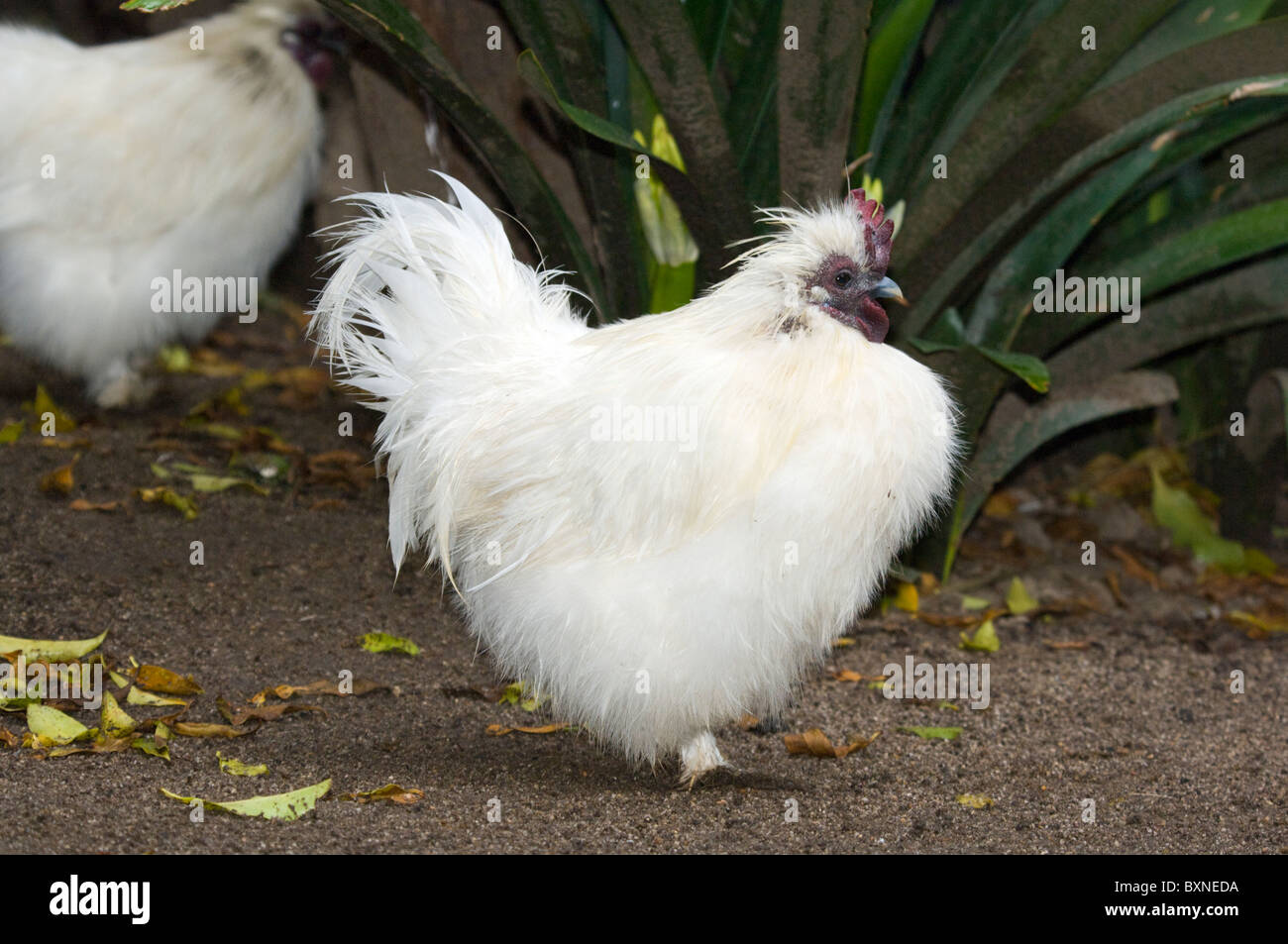 Chinese silkie chicken hi-res stock photography and images - Alamy