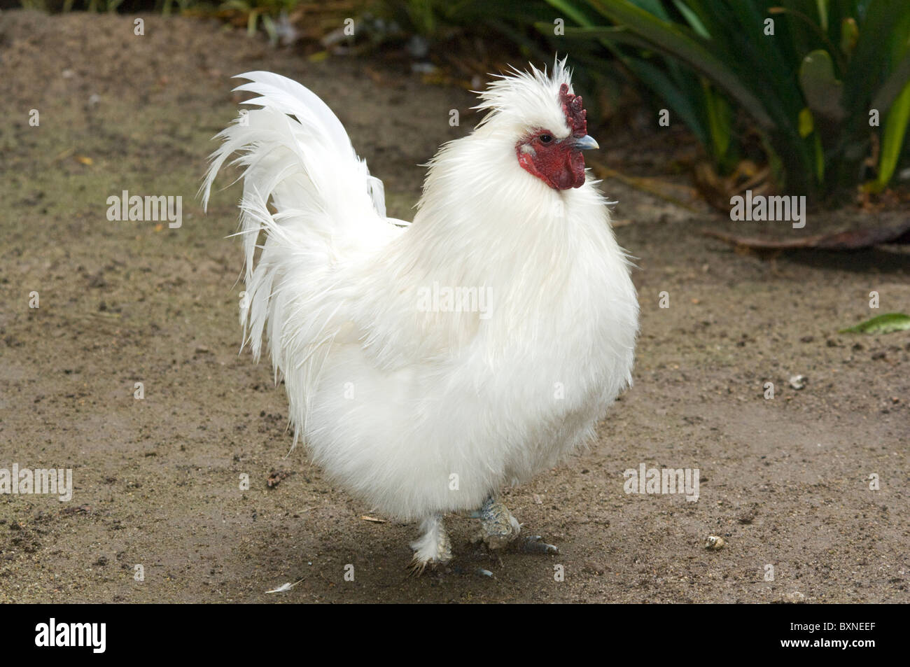 White Silkie Bantam World of Birds Cape Town South Africa Captive Stock ...